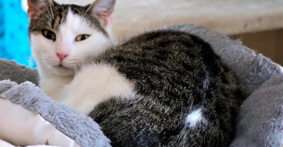 Samsi sucht ein neues Zuhause