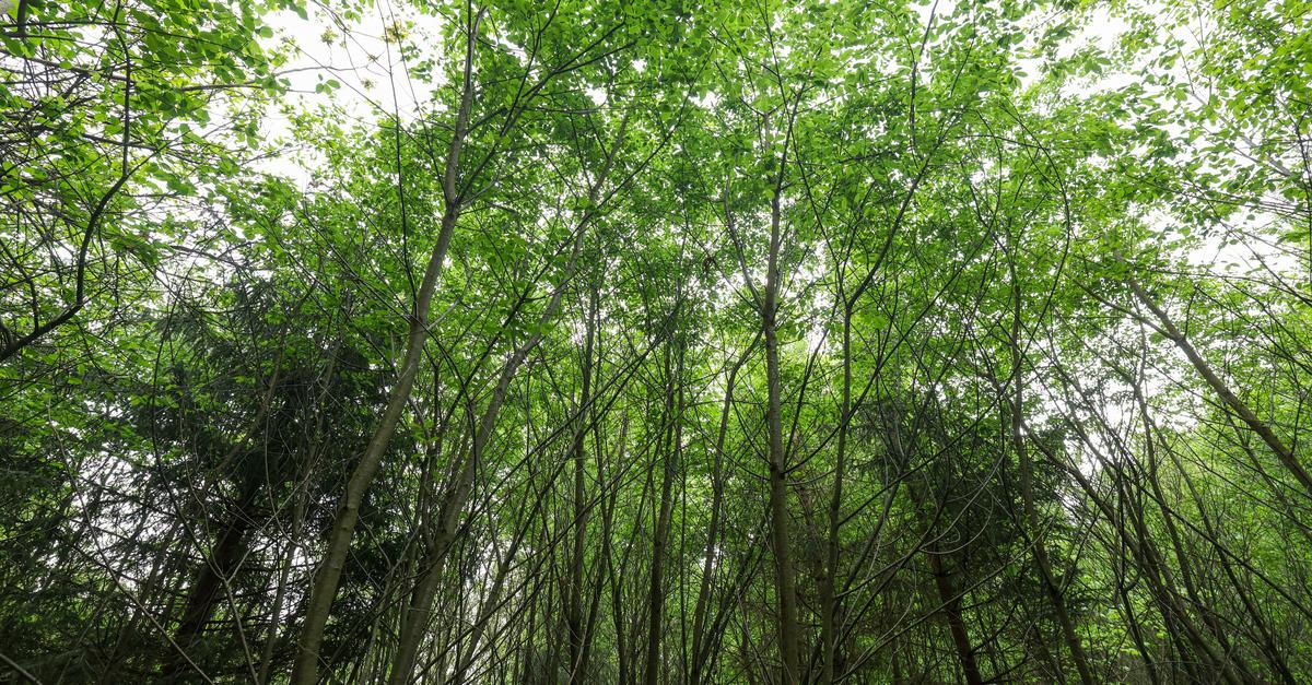 Wir und das Klima: Retten Baum-Exoten unsere kranken Wälder?