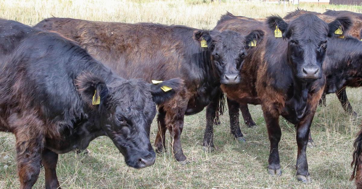 Rinder im Kreis Groß-Gerau: Warum sie zunehmend verschwinden