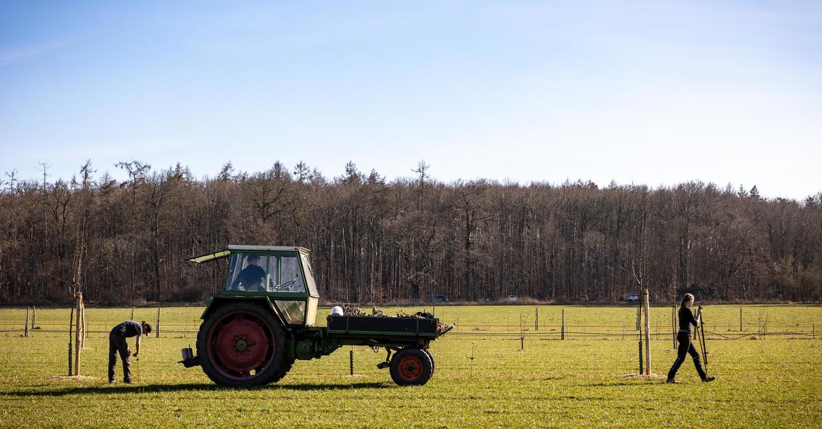 Diese Vorteile bringen die Bäume auf dem Oberfeld mit sich