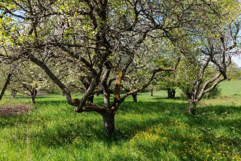 Förderverein Odenwälder Apfel auf dem Weg zur Tranformation