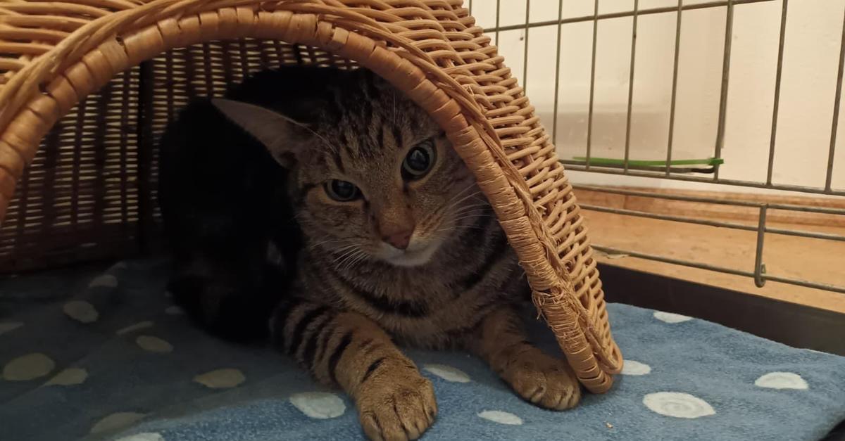 Kater Henry in Fürth: Innenohrentzündung erfolgreich behandelt