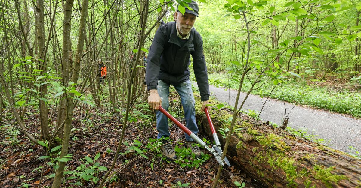 Der neuen „Waldpest“ geht es an den Stamm
