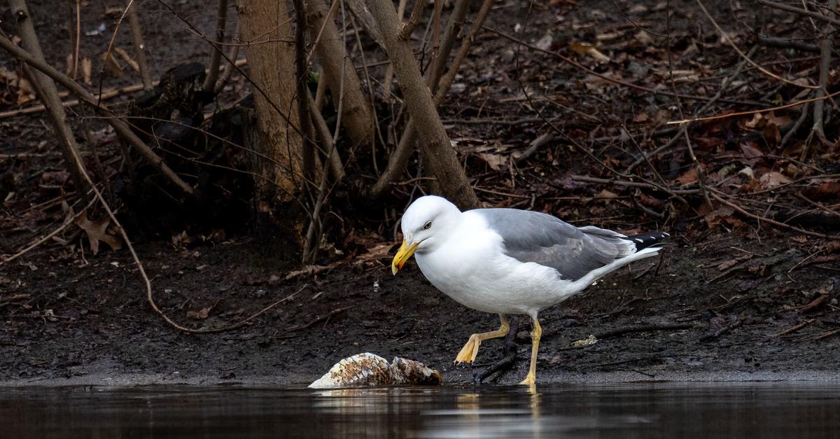 Möwe planscht im Herrngarten in Darmstadt: Wie kommt die denn da hin?