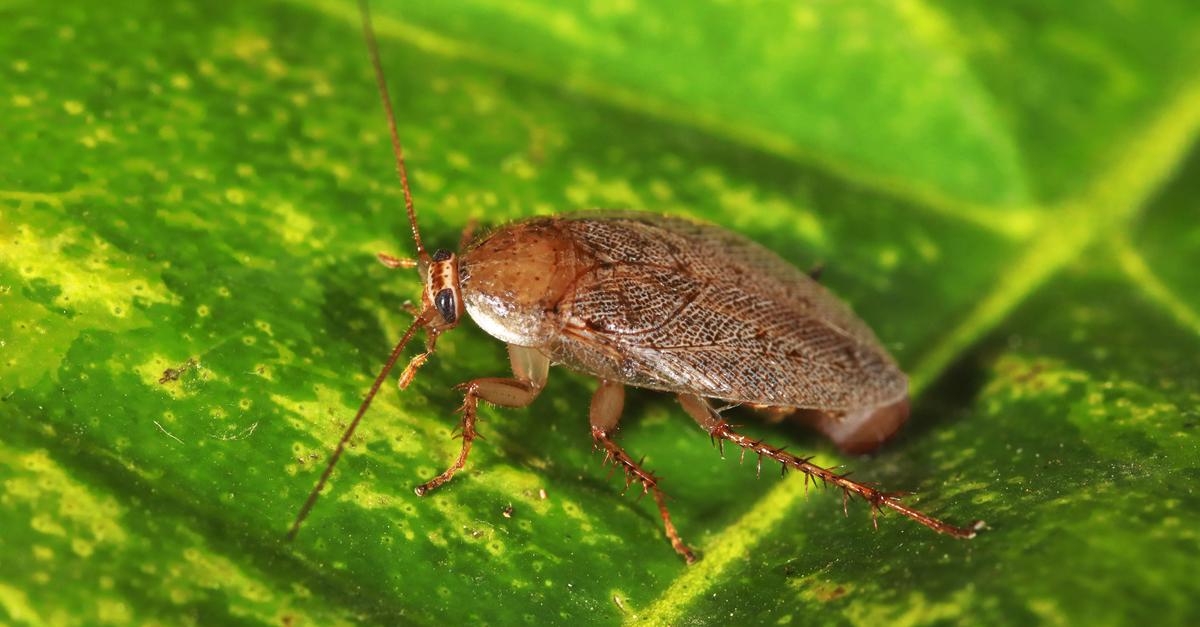 Waldschaben versetzen Anwohner in Alarmbereitschaft