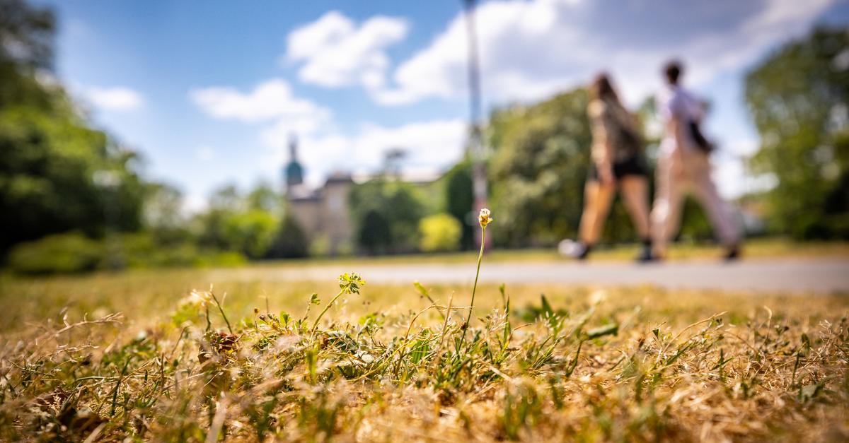 So können sich die Darmstädter jetzt gegen die Dürre wappnen