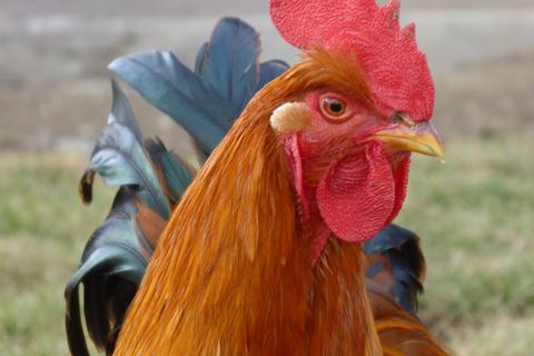 Garten gesucht für Hahn Max und seine Hennen