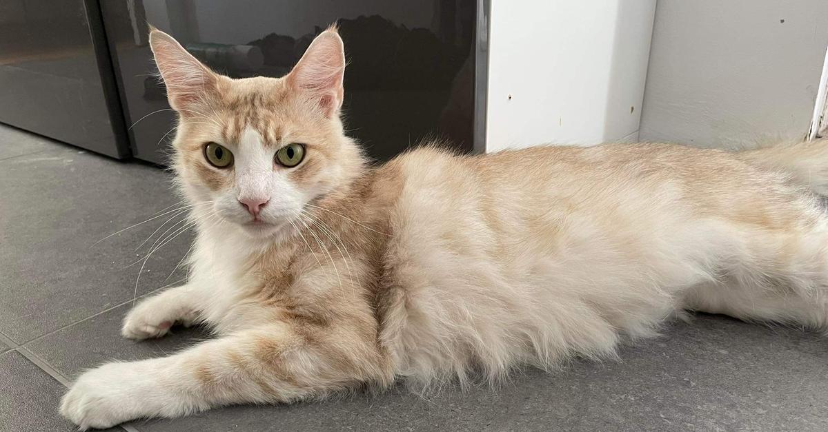 Darmstadts Ex-Stadtkater Einstein entspannt in Dreieich