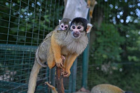 Darmstädter Zoo: Verwirrung um Affengehege und Afrika-Anlage