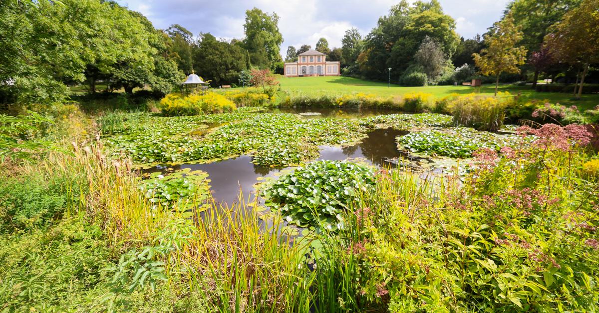 Teich im Prinz-Emil-Garten: Idyll mit Seerose und Graureiher