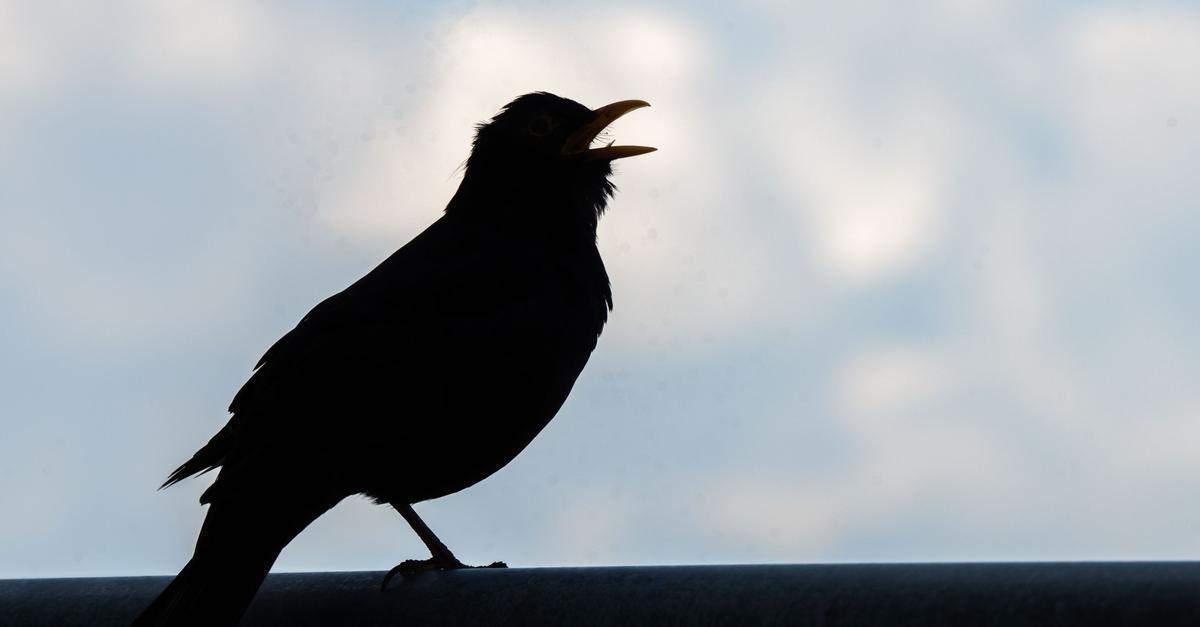 Vogelgesang: Wer piept denn da?