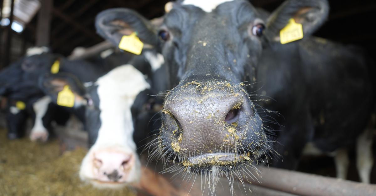 Ausgebüxte Rinder aus der Wetterau wieder eingefangen