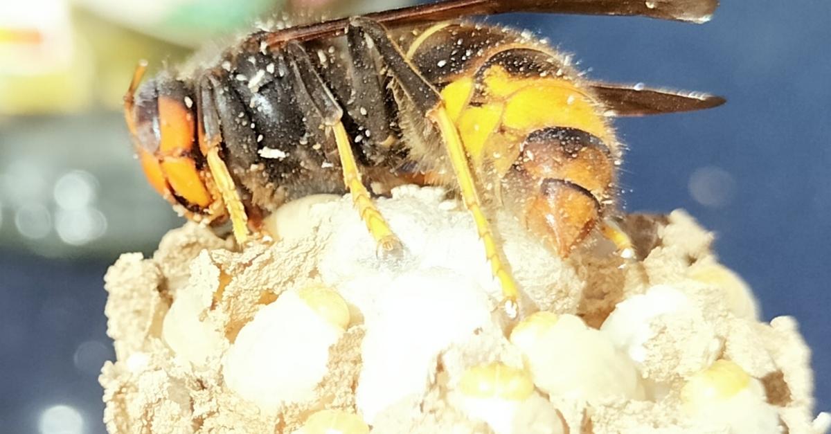 Asiatische Hornisse: Was tun bei Sichtung in Bürstadt?