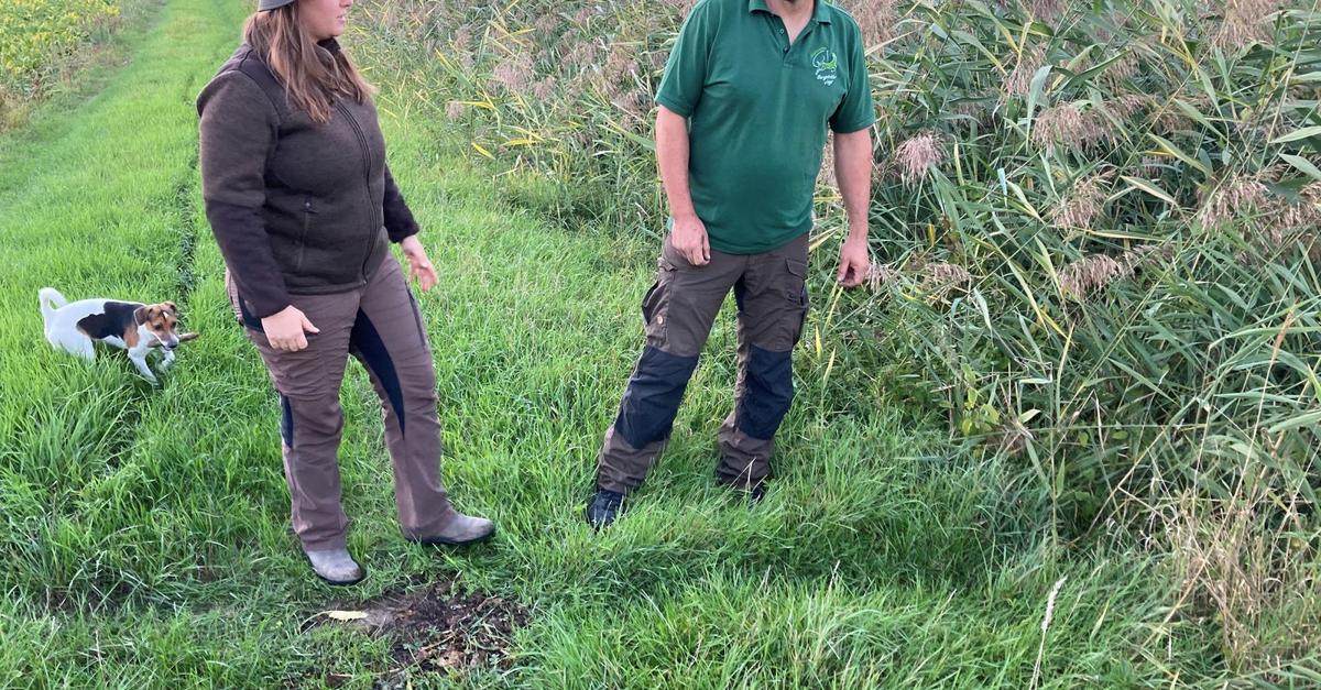 Wild verursacht hohe Schäden in Bürstadt