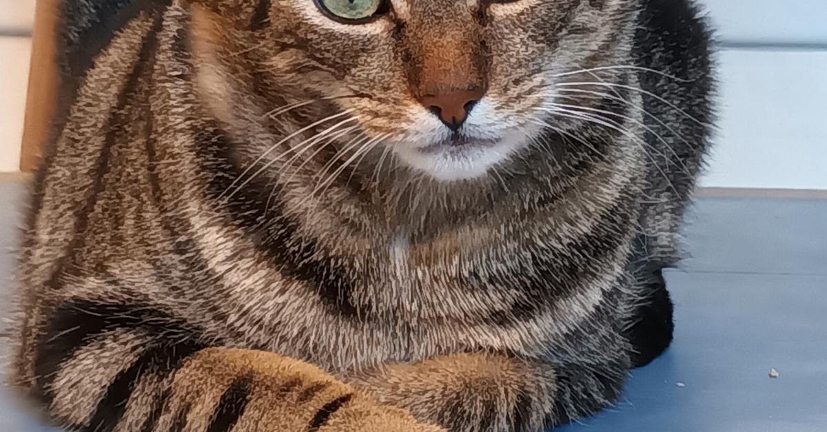 Zuhause gesucht im Odenwald: Kater Henry
