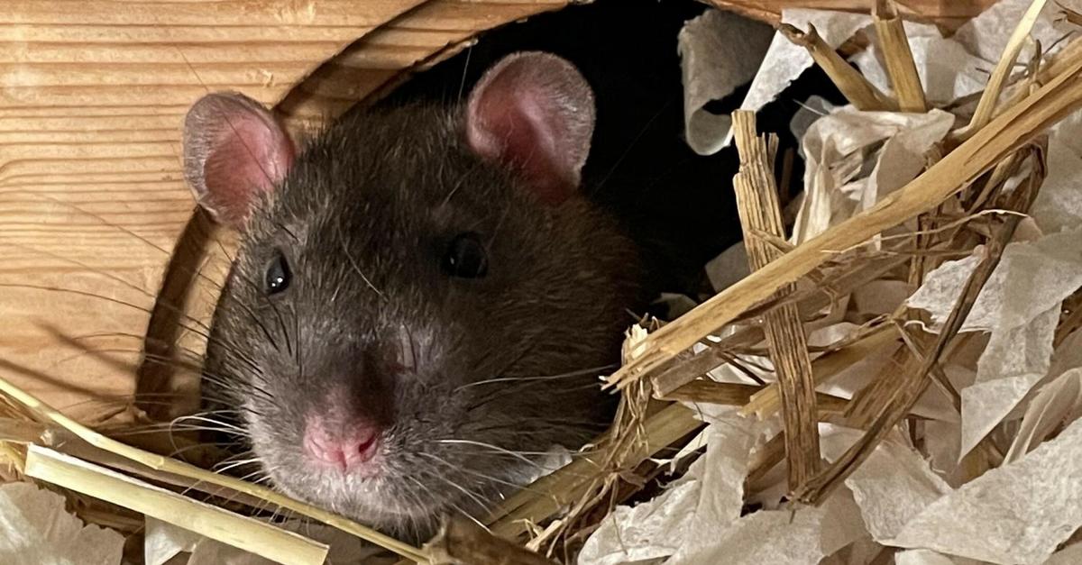 Farbratten im Doppelpack