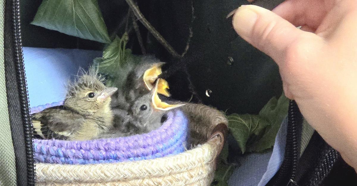Kirschhausen: Doris Chalwatzis rettet Vogelbabys und setzt sie wieder aus