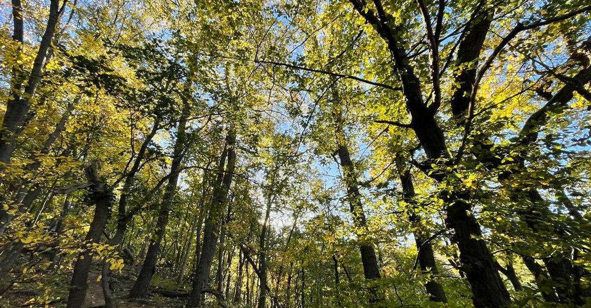 Kritik am Wald-Aktionsplan in Alsbach-Hähnlein