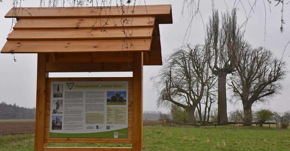 Infotafel für die „Schöne Eiche“ in Harreshausen