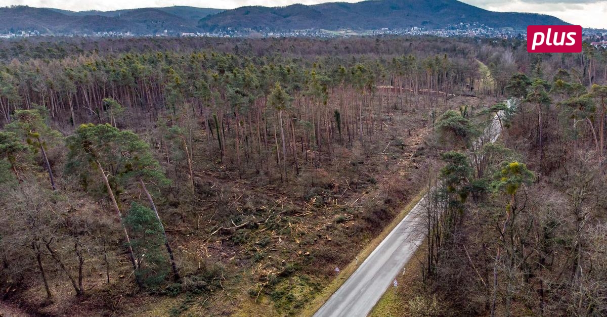 Zehn Punkte für den Wald in Bickenbach