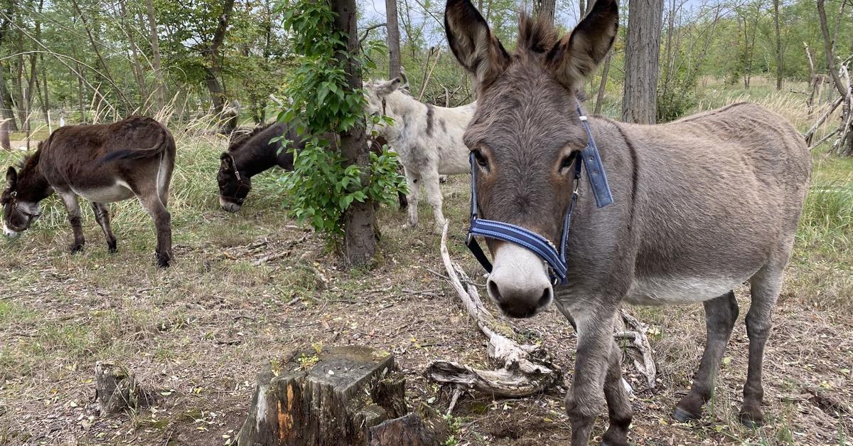 Die Esel Frodo, Beppo und Co. sind zurück in Griesheims Wald
