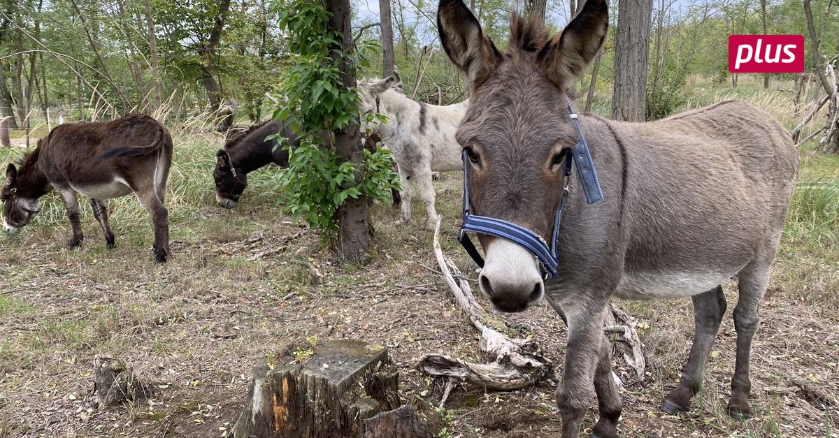 Die Esel Frodo, Beppo und Co. sind zurück in Griesheims Wald