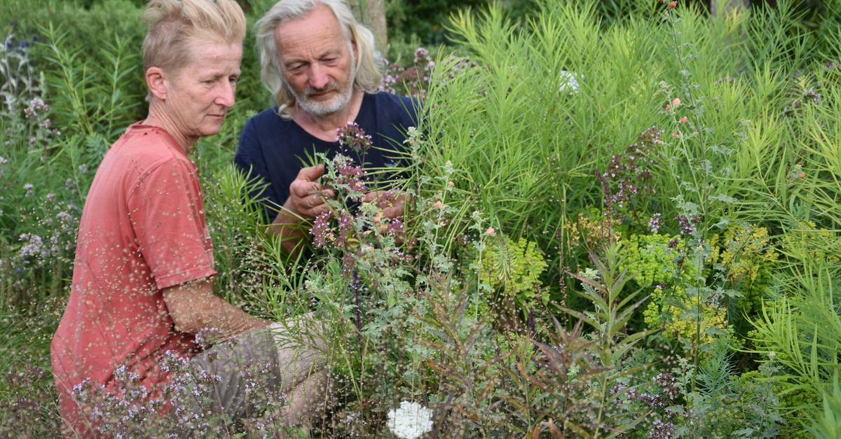 Stauden im Klimawandel - eine Semder Gärtnerei macht es vor