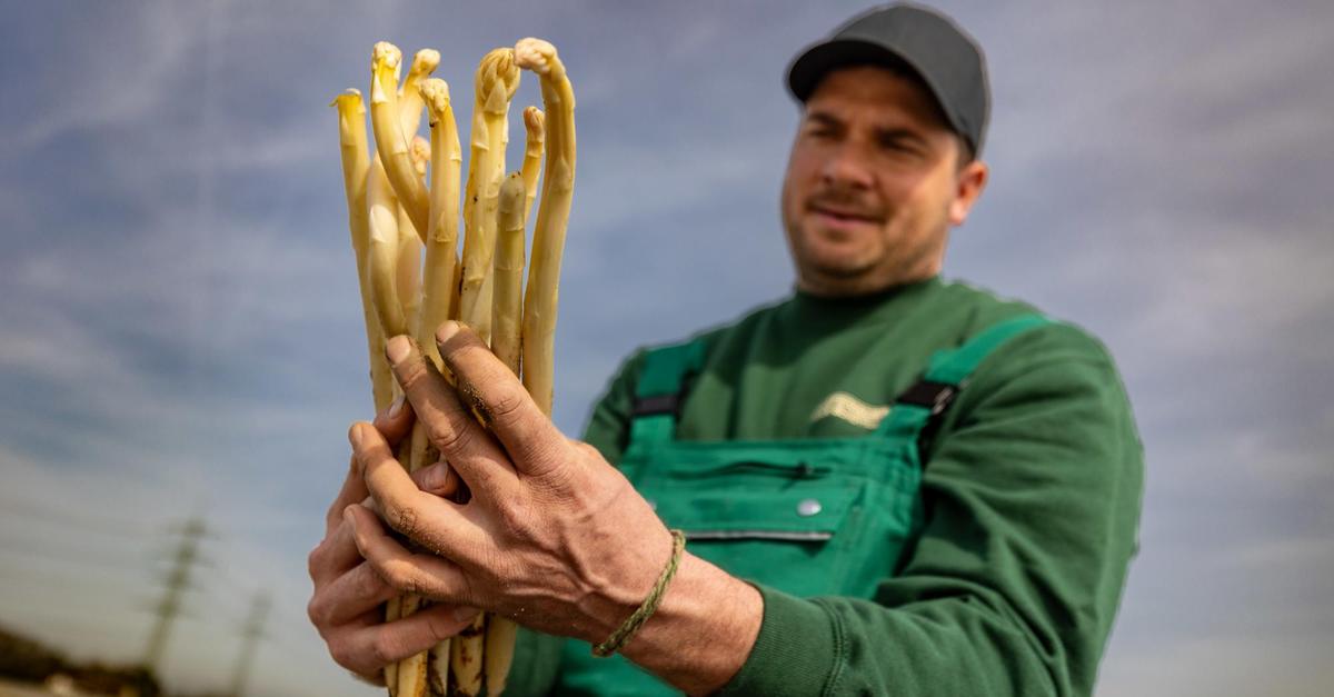 Schüttlers starten in die Spargelsaison