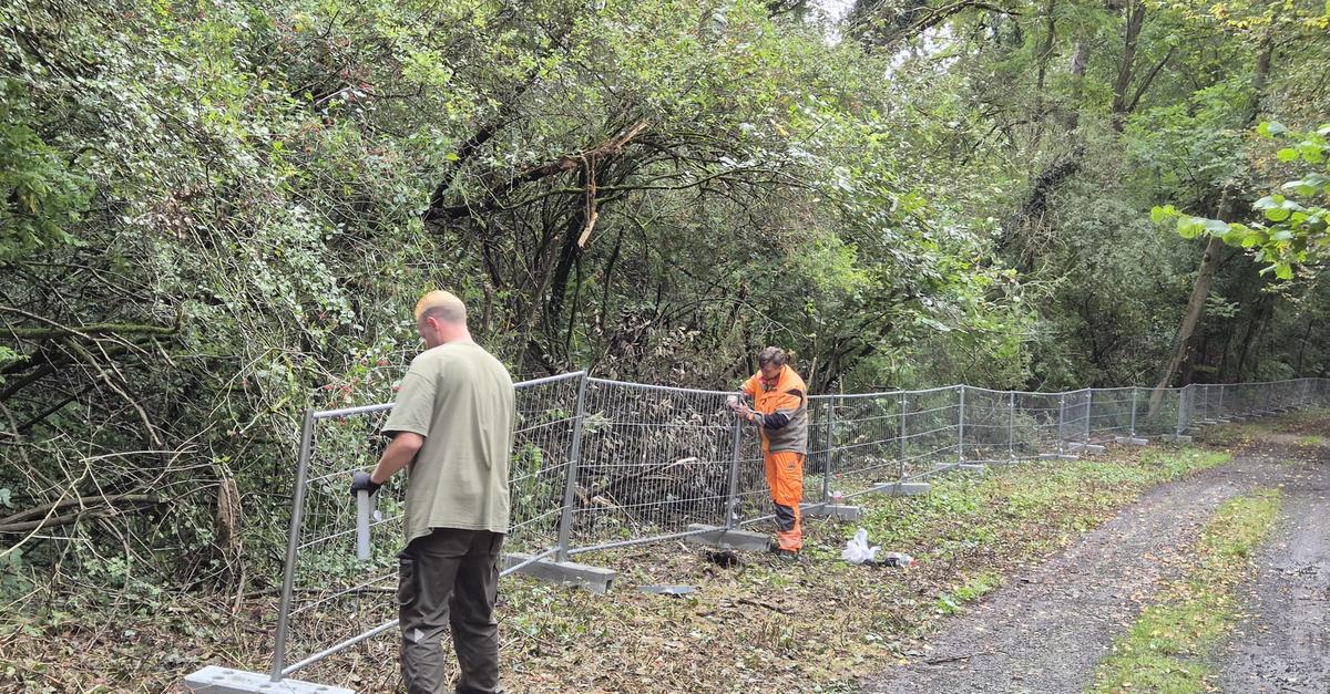 ASP: Neuer Schutzzaun im Landkreis zwischen A67 und A5