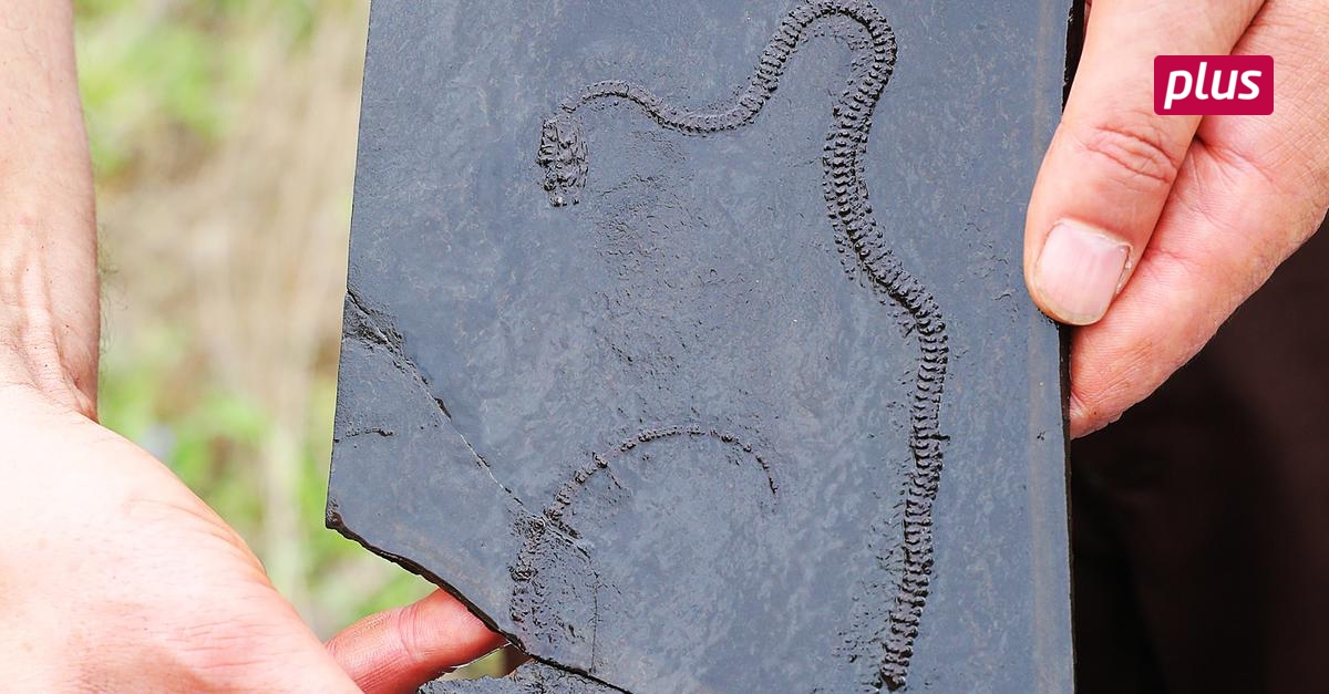 Wissenschaftler heben neuen Schatz aus der Grube Messel