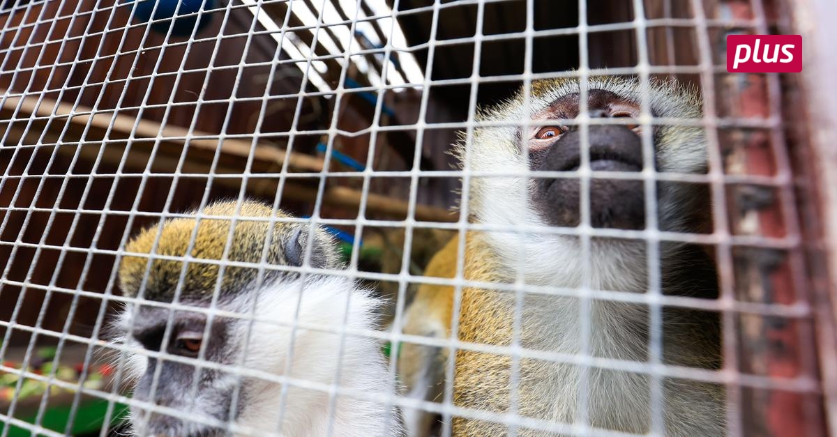 Kommentar zur Haltung exotischer Tiere: Ein Anfang