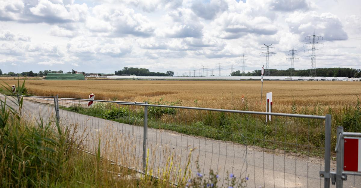 Schweinepest-Zaun im Pfungstädter Moor wird abgebaut