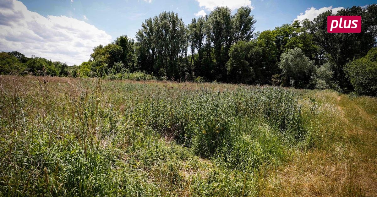 Meilenstein für das Pfungstädter Moor