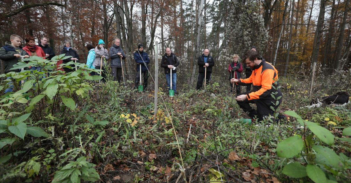 Reinheims Wald bleibt auch 2026 ein Minusgeschäft - allerdings ein ...