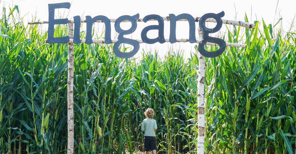 Spektakuläres Maislabyrinth bei Bauer Lipp in Weiterstadt