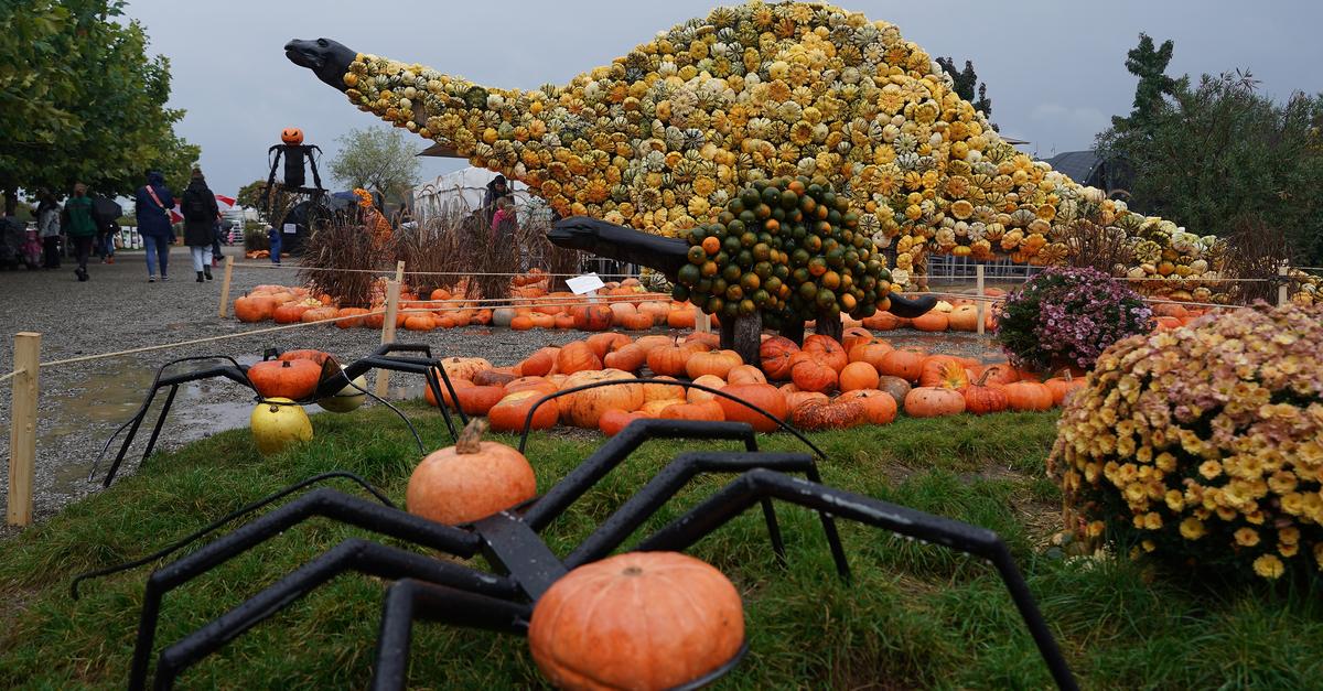 Besucher klauen Katzenbaby bei Bauer Lipp in Weiterstadt