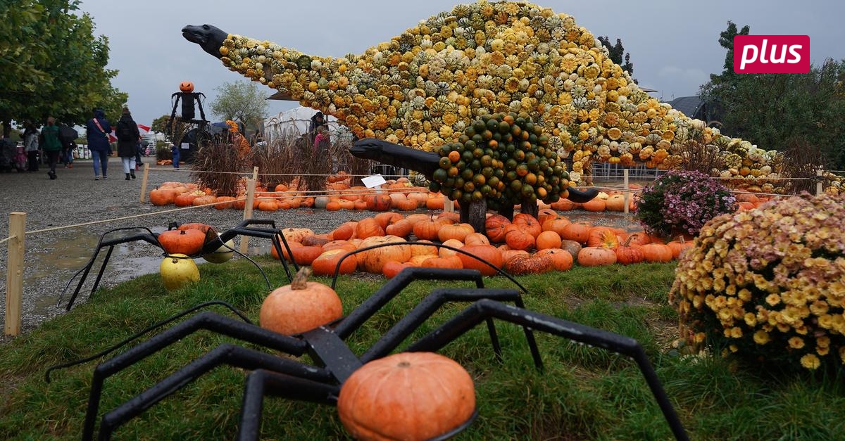 Besucher klauen Katzenbaby bei Bauer Lipp in Weiterstadt