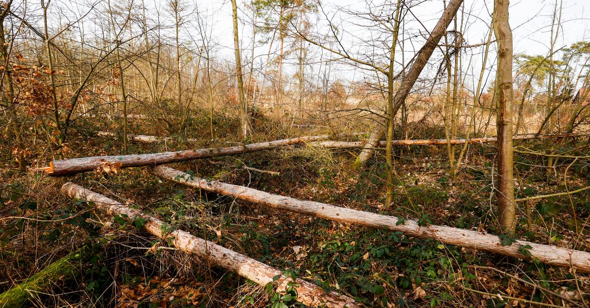 Weiterstadt kämpft gegen das Waldsterben an