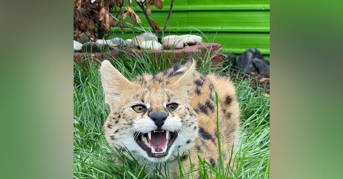 Raubkatze Alvin zieht auf der Keller-Ranch ein