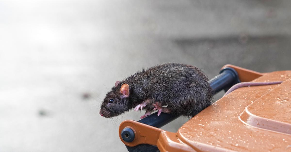 Rattenplage an der Mainspitze