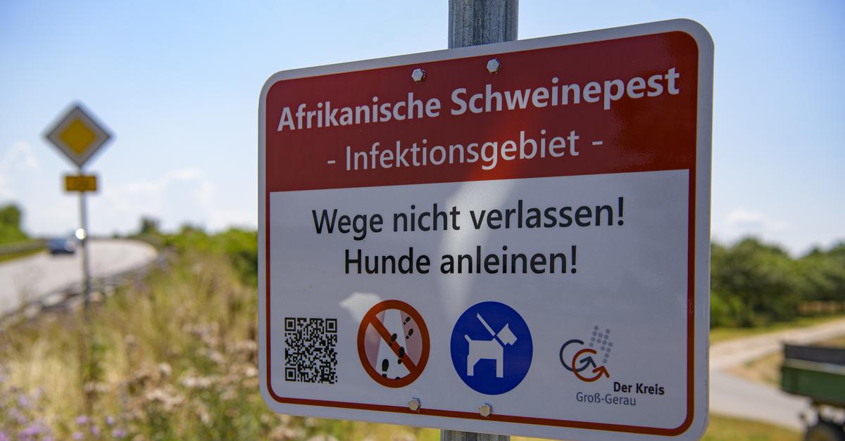 Nach Monaten wieder ein positiver Schweinepest-Fund im Kreis Groß-Gerau