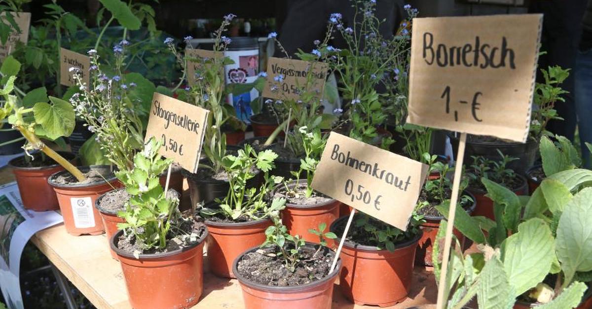 Pflanzenflohmarkt in Ginsheim-Gustavsburg: SPD lädt auf den Ballouplatz ein