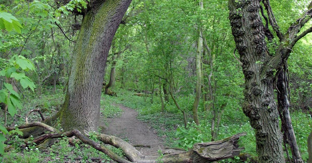 Ausstellung Wilder Wald am großen Fluss auf dem Kühkopf | Echo Online
