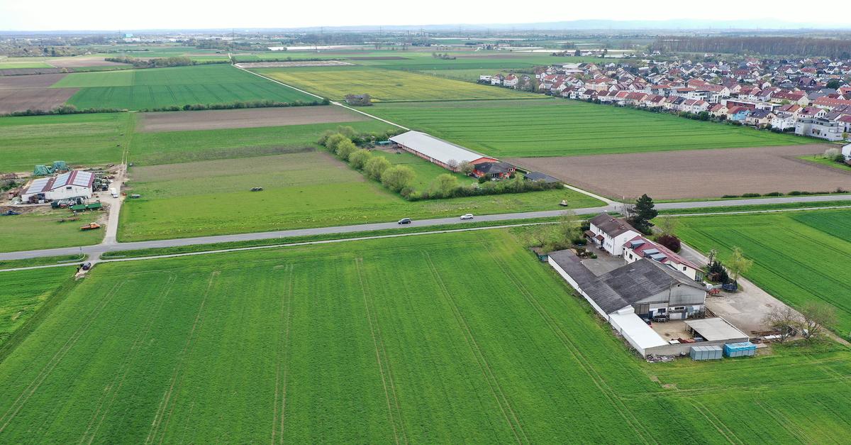 Wo lebt der Feldhamster in Trebur?