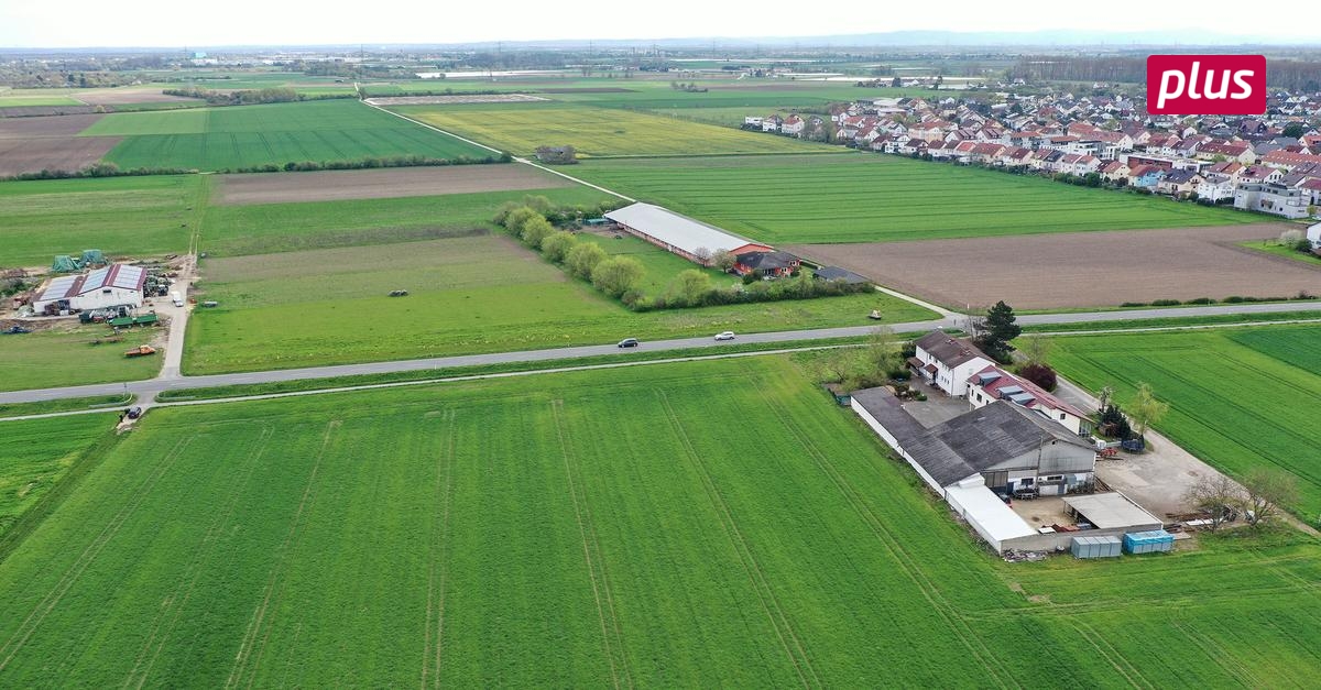 Wo lebt der Feldhamster in Trebur?