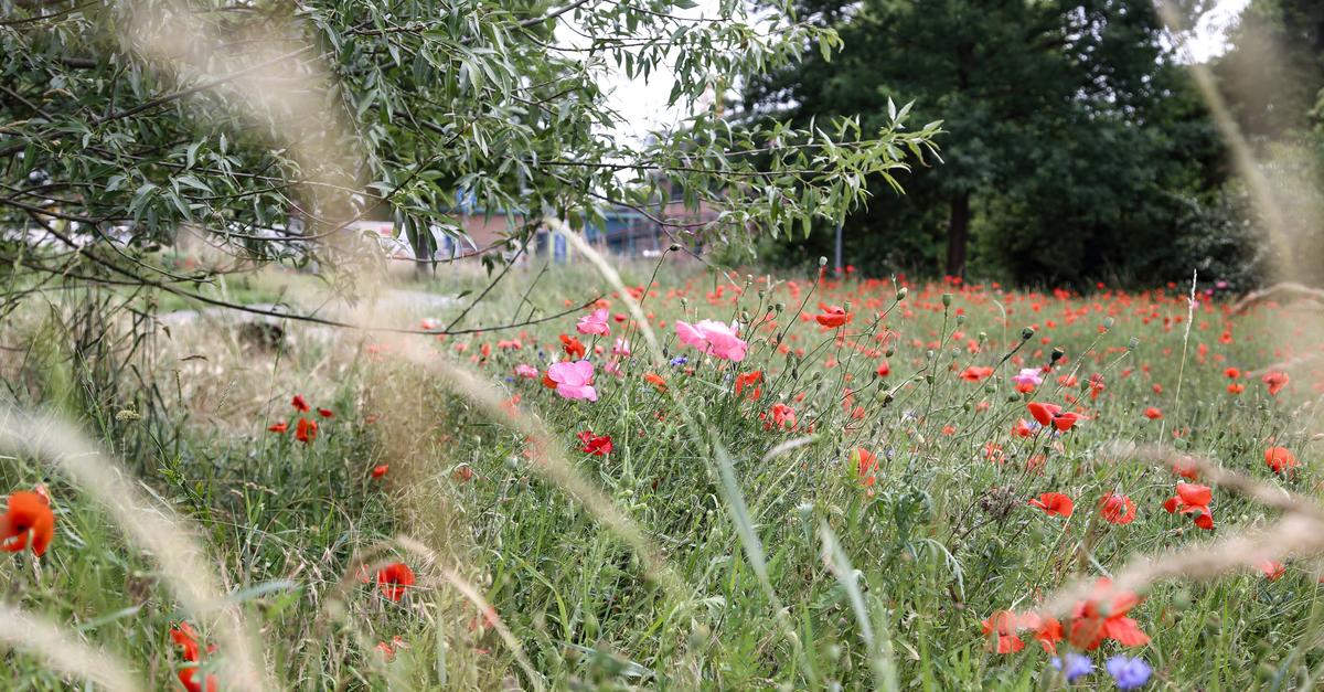 Trebur fördert Artenvielfalt mit bunten Blühwiesen