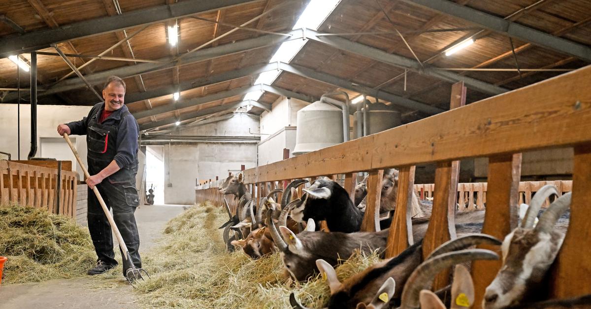 Odenwald-Landwirte: Bürokratie und Preisdruck erschweren Arbeit massiv