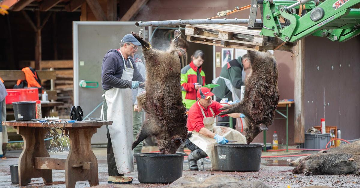 Treibjagd im Odenwald – ein Konfliktherd?