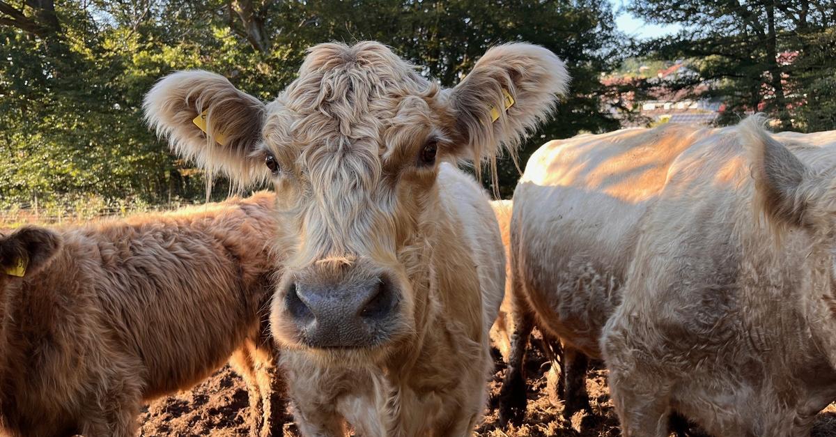 Gallowayrinder: Ökologie trifft auf Fleischgenuss