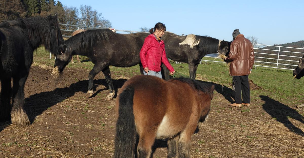 Tiergestützte Therapie: Pferde helfen psychisch Kranken im Odenwald